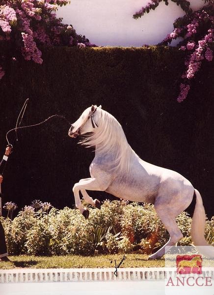 Gastador VIII 1975 Valido x Raqueta Champion of Spain