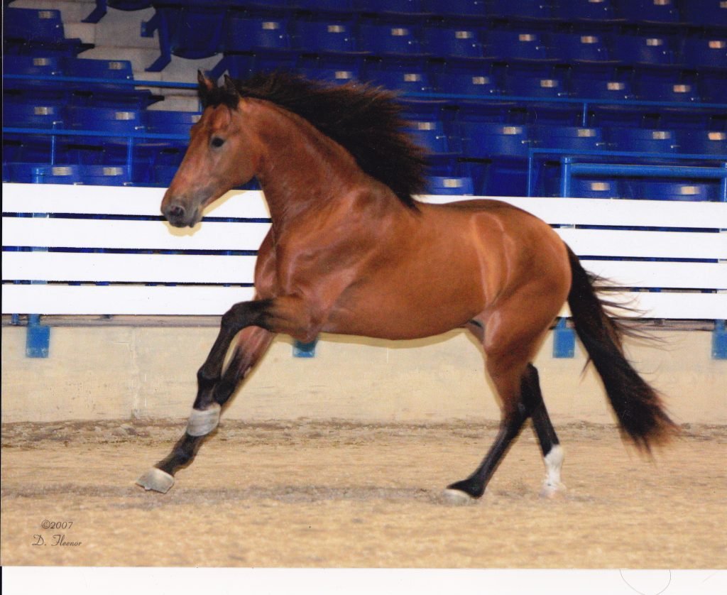 Bolero RHF - Bay P.R.E. Andalusian Champion Stallion