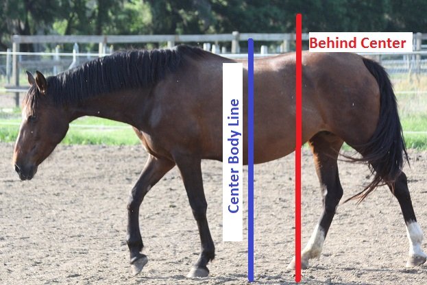 The Walk of the Spanish horse. How to tell a good walk on a horse
