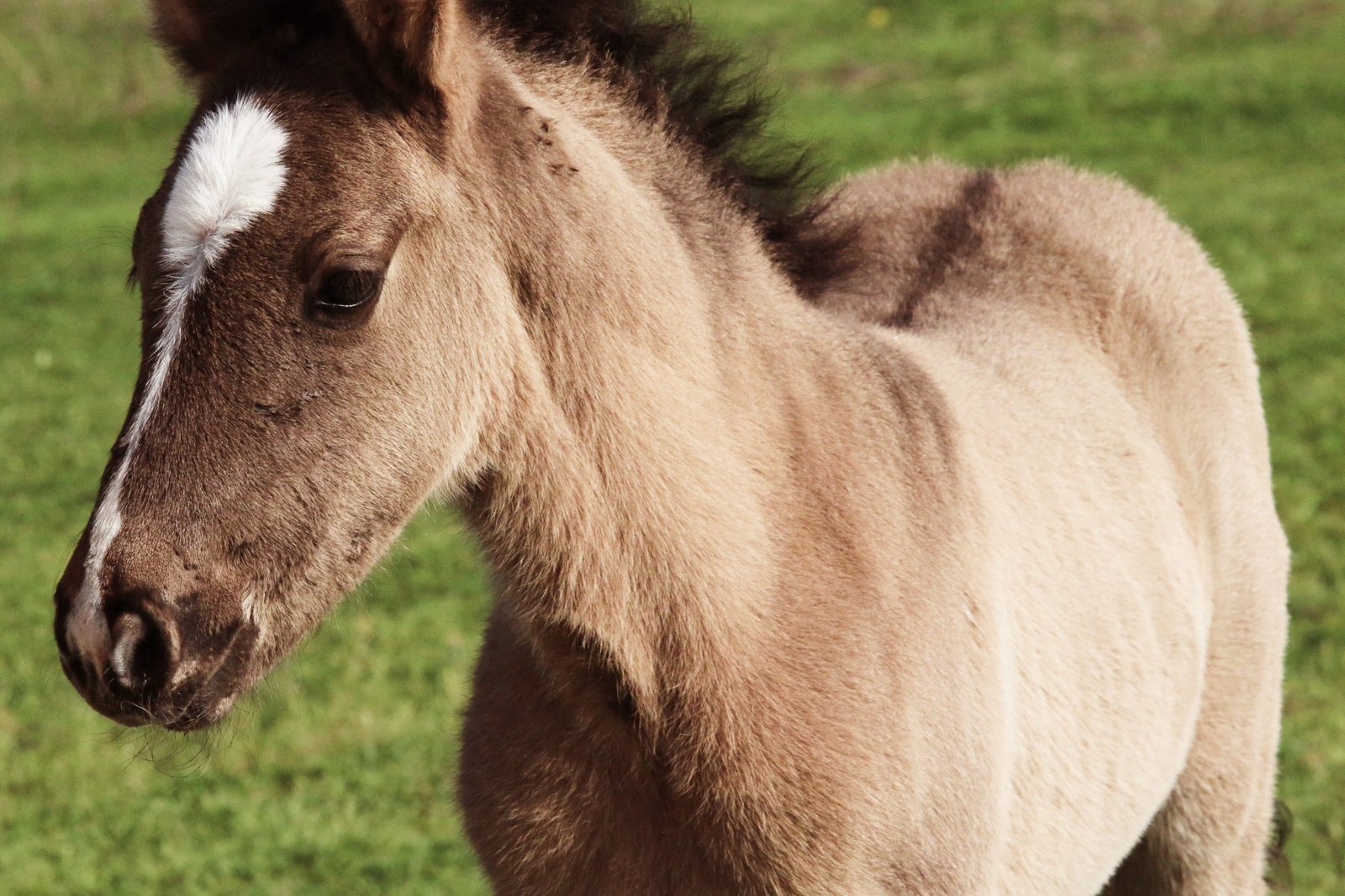 RHF Amador - Royal Horse Farms