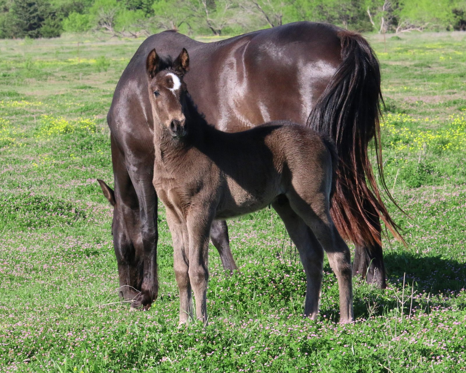 RHF Amante - Royal Horse Farms