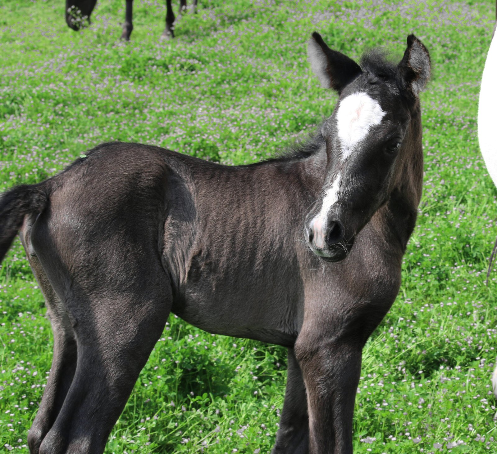 Z RHF Asteria - Royal Horse Farms
